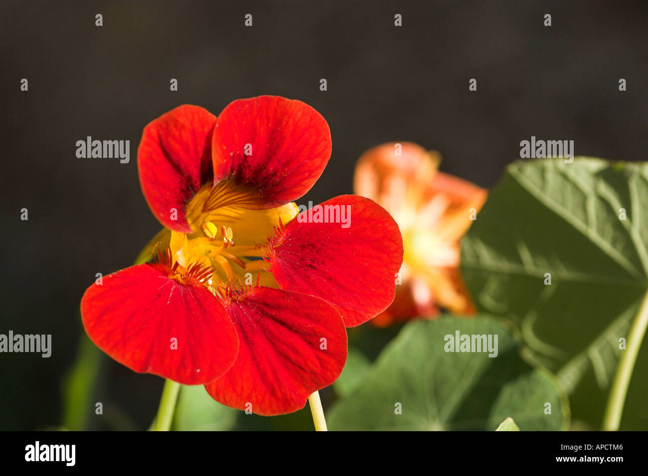 Red Nasturtium flower Stock Photo - Alamy
