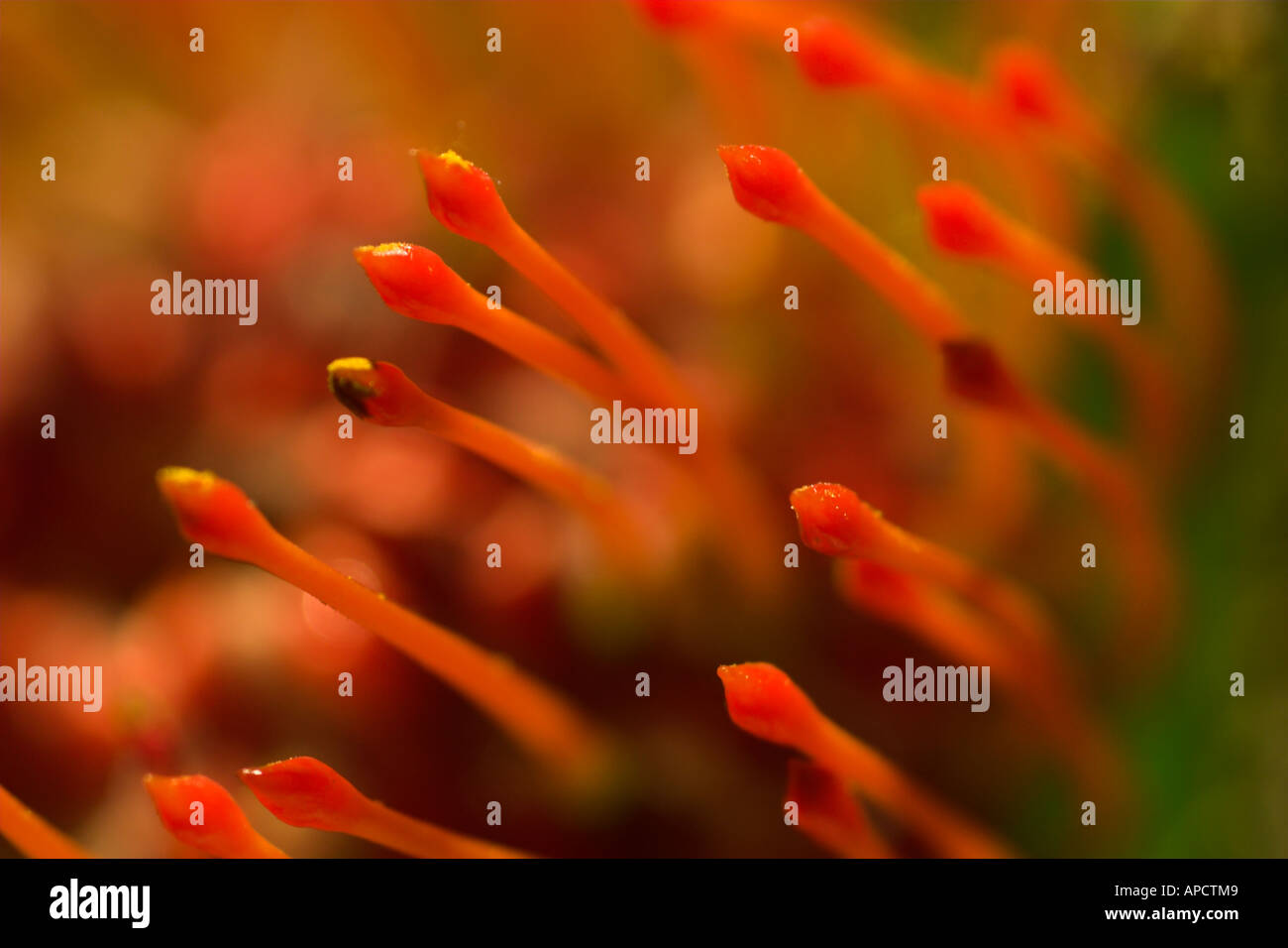 Abstract closeup of an Australian native flower Stock Photo - Alamy