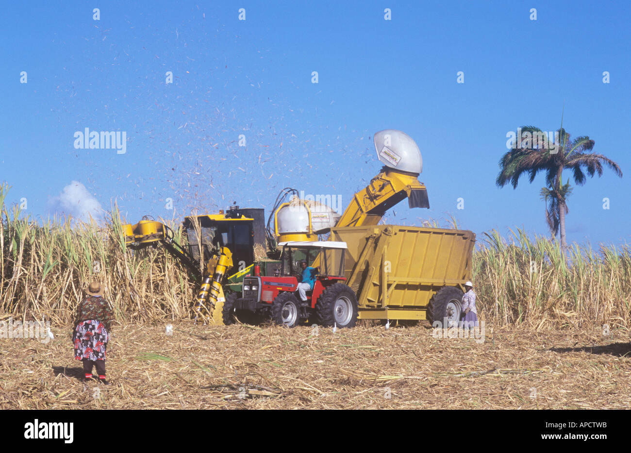 Crop sugar cane barbados hi-res stock photography and images - Alamy