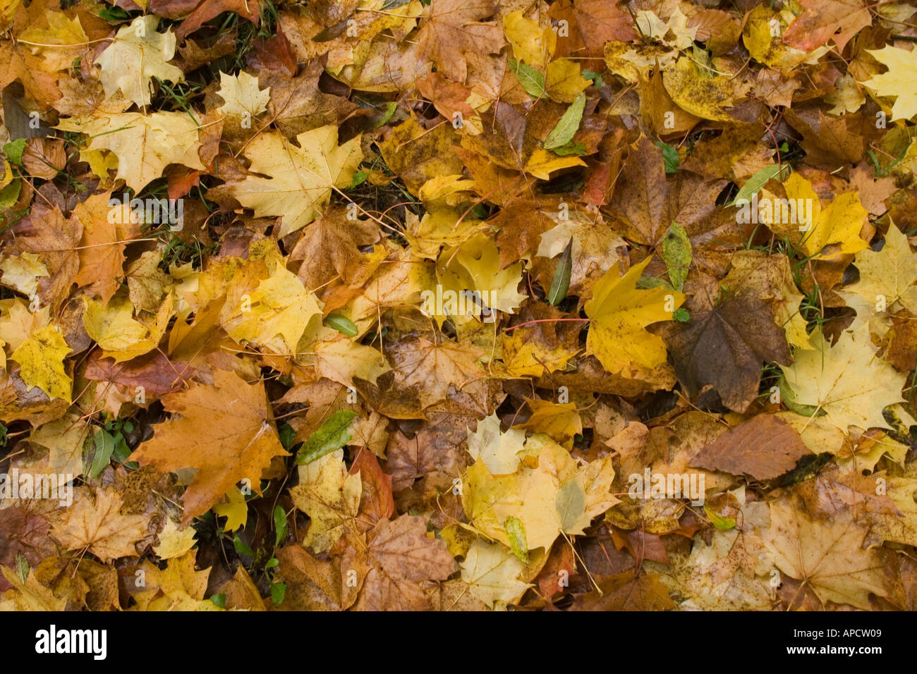 Rotting leaves hi-res stock photography and images - Alamy