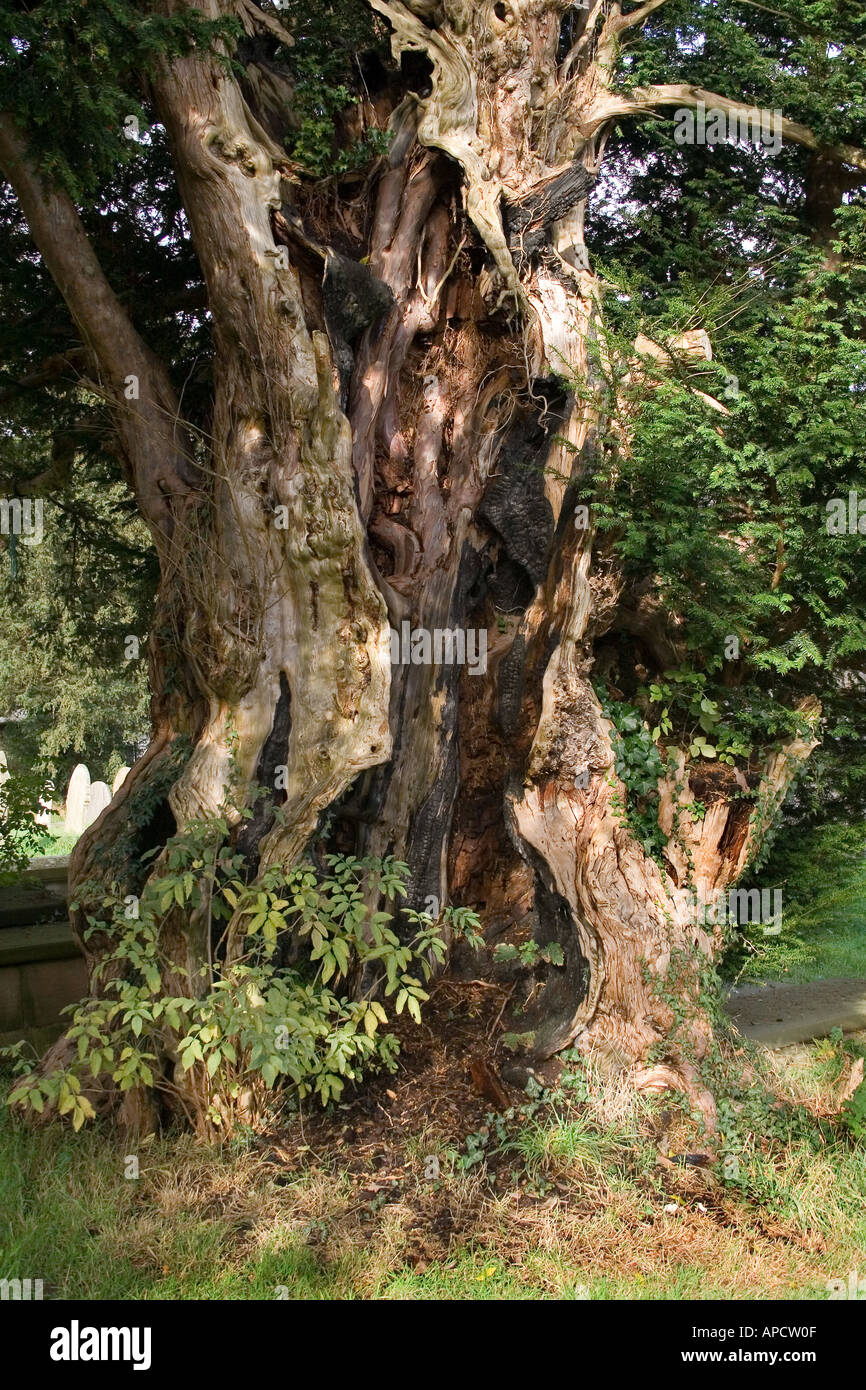 Hollow yew tree Taxus baccata in churchyard Llanfoist Wales UK Stock ...