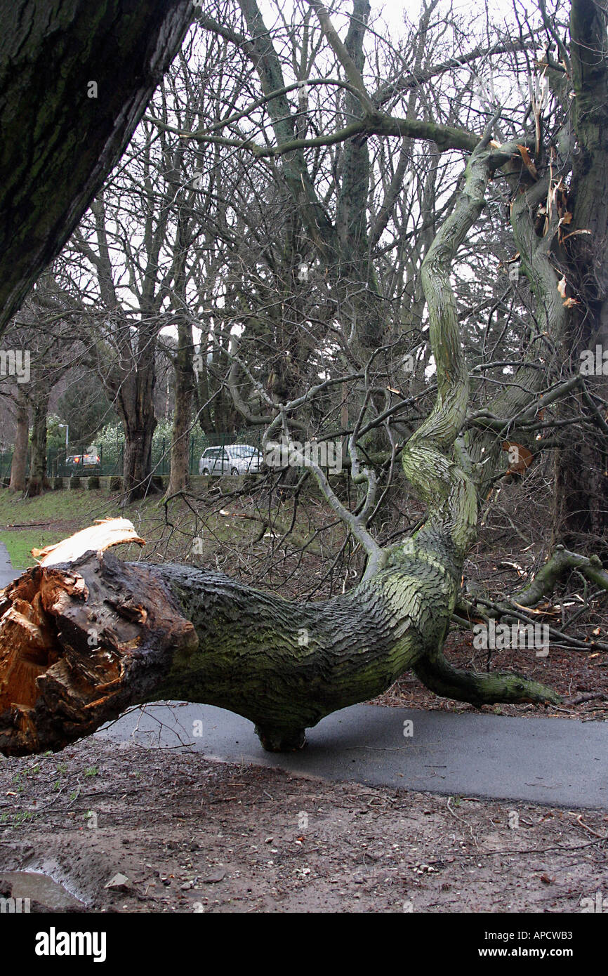 A tree's Branch Broekn off in keswick during the floods of 2005 ...
