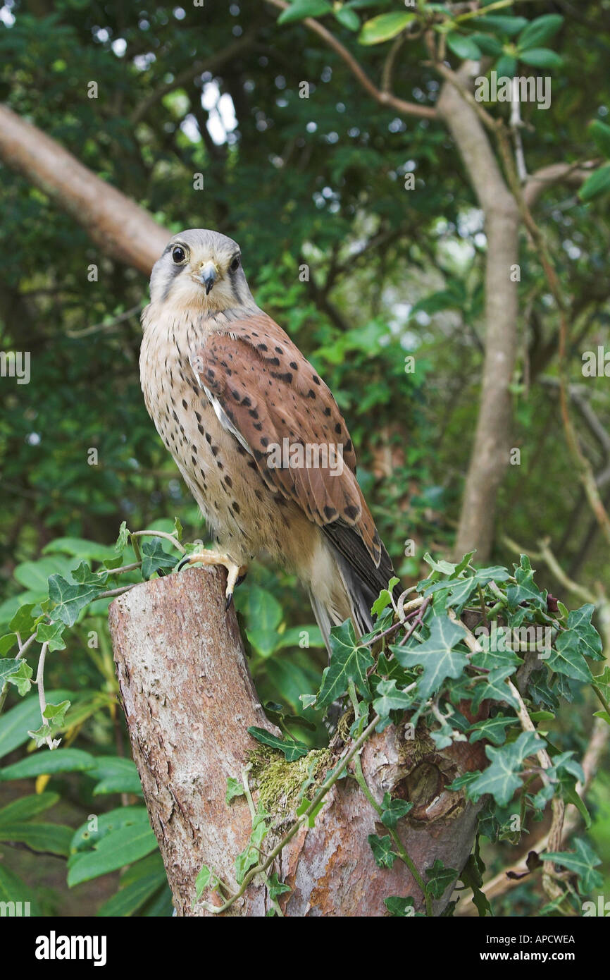 peregrine falcon on a branch Stock Photo - Alamy