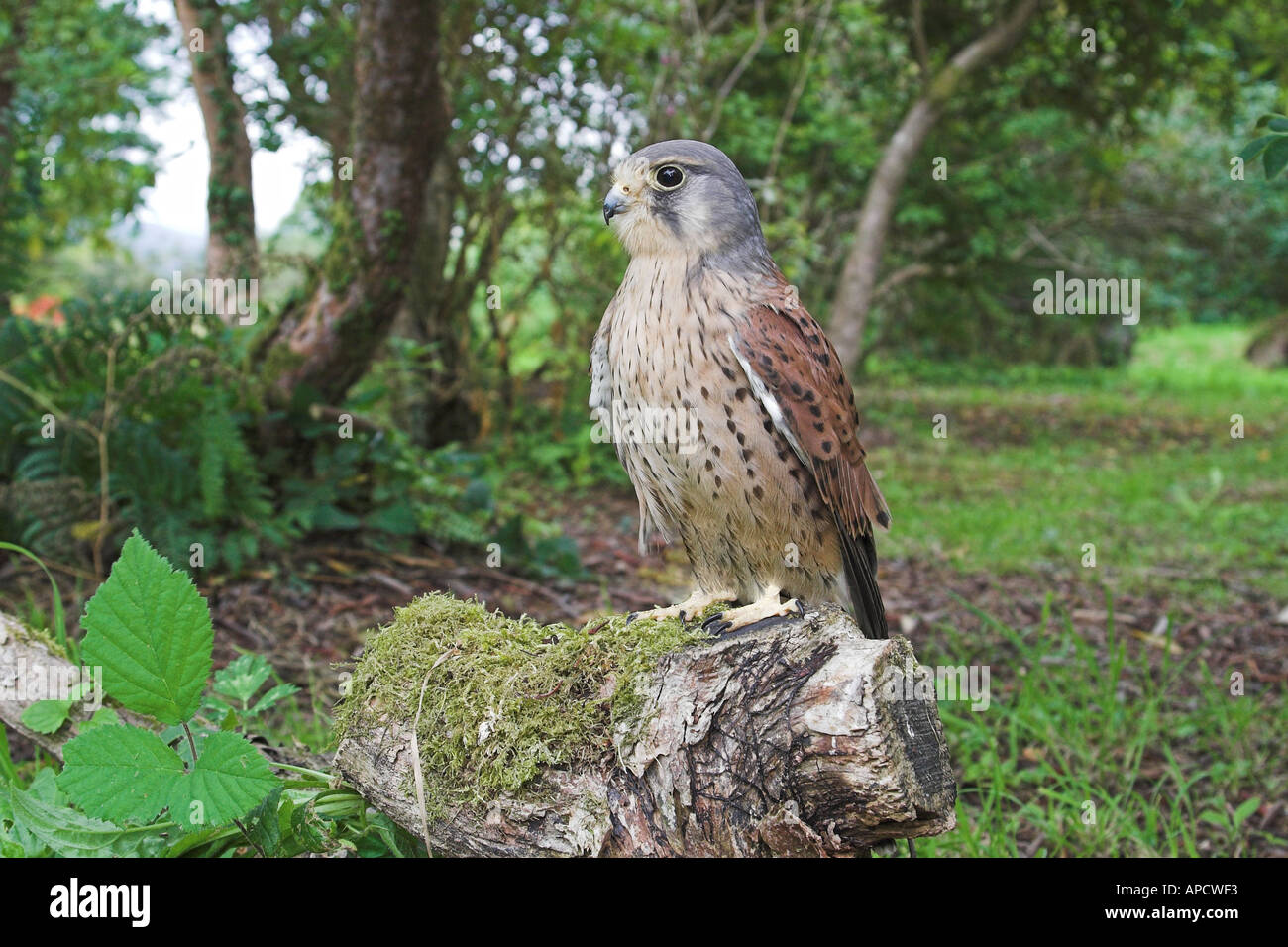 peregrine falcon on a branch Stock Photo - Alamy