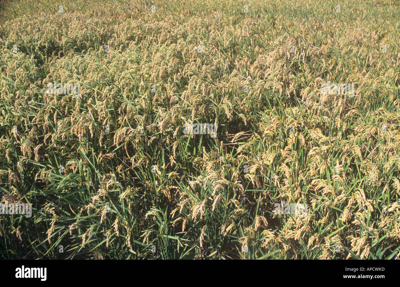 Field of rice ready for harvest, Comunidad Valenciana, Spain Stock ...