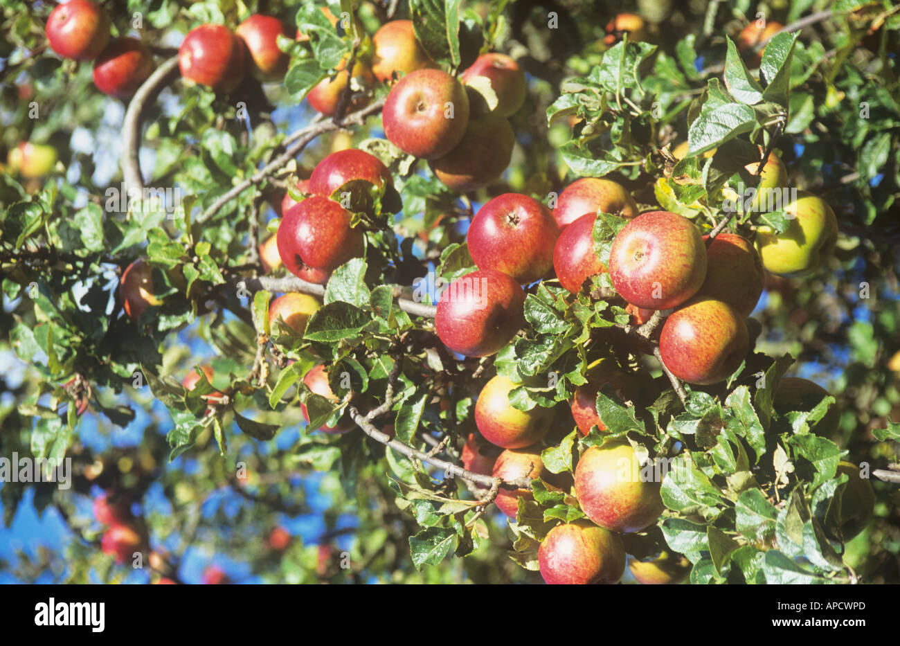 Apples growing on tree, Kent, UK Stock Photo - Alamy
