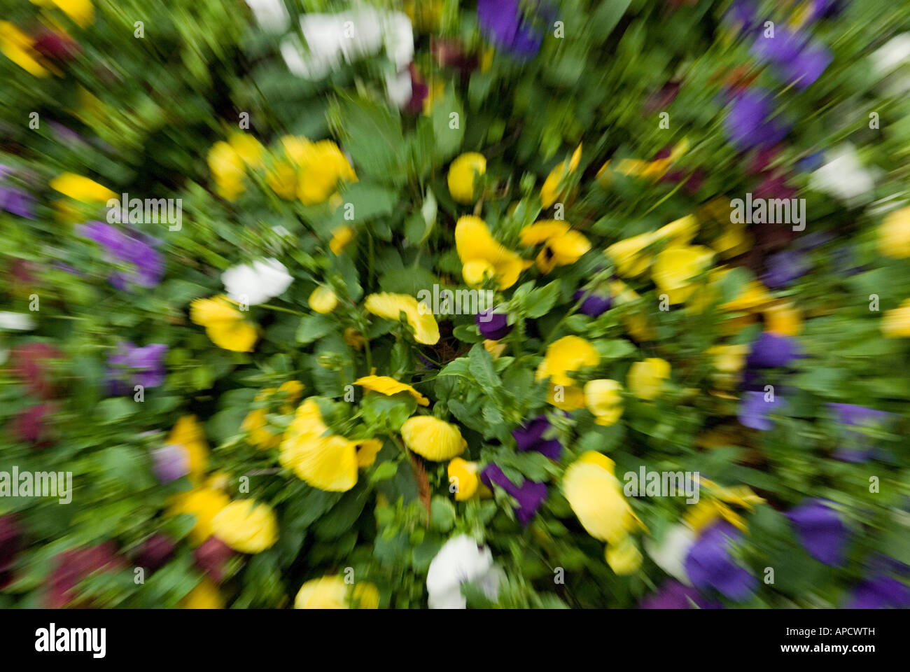 Zooming in on flowers creates a dynamic sense of motion Stock Photo - Alamy