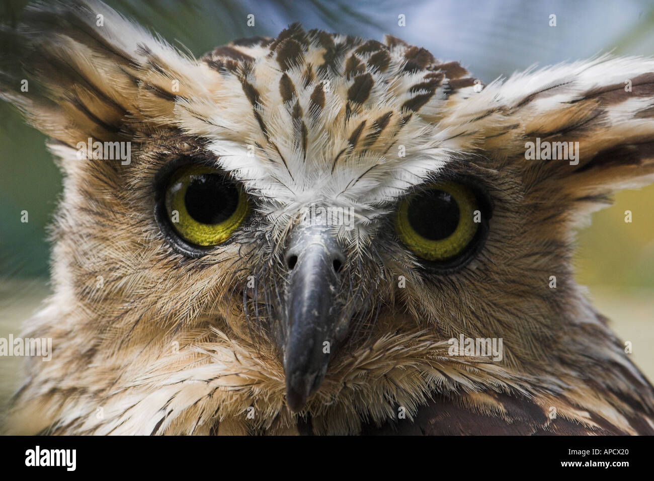 Perch fish face hi-res stock photography and images - Alamy