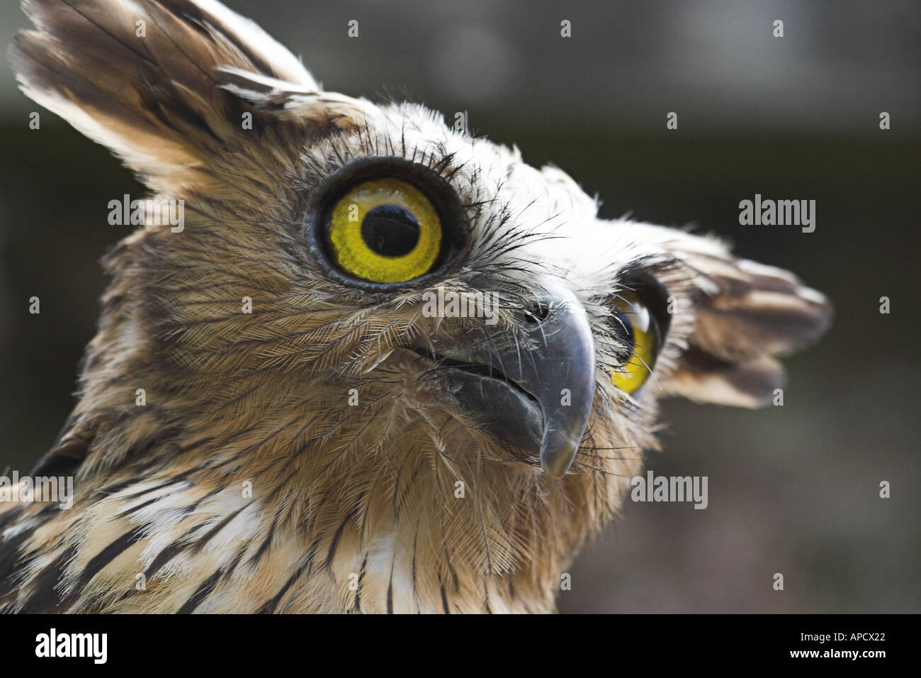 Perch fish face hi-res stock photography and images - Alamy