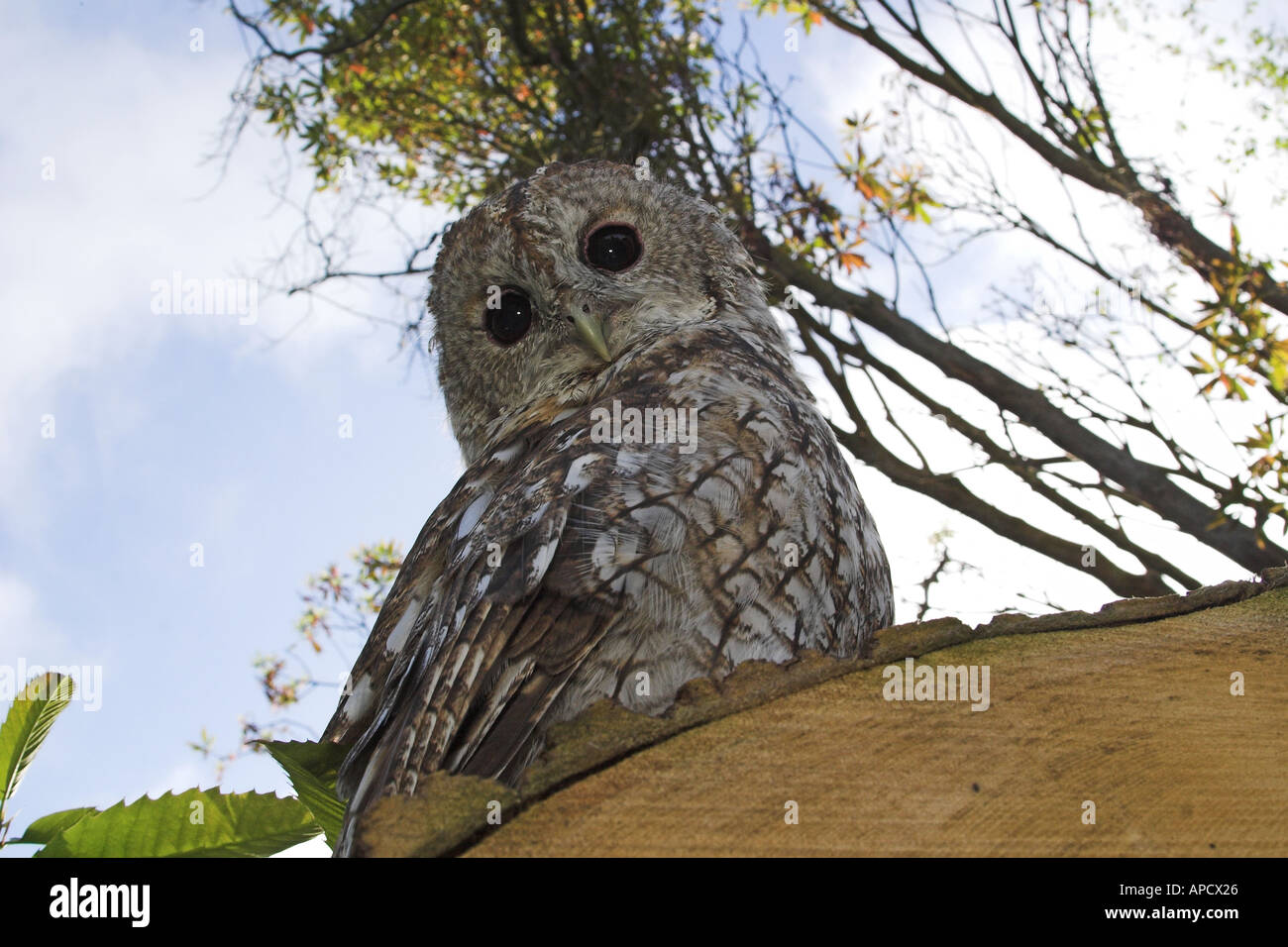 tawny owl sitting on a tree Stock Photo - Alamy