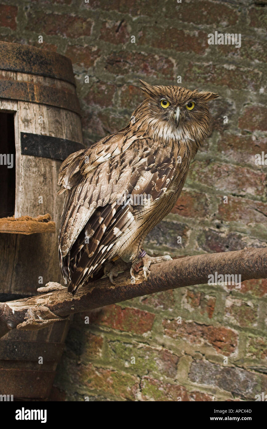 Owl capture fish hi-res stock photography and images - Alamy
