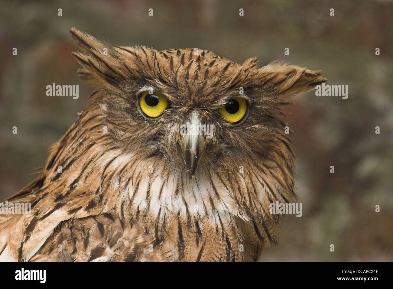Owl capture fish hi-res stock photography and images - Alamy