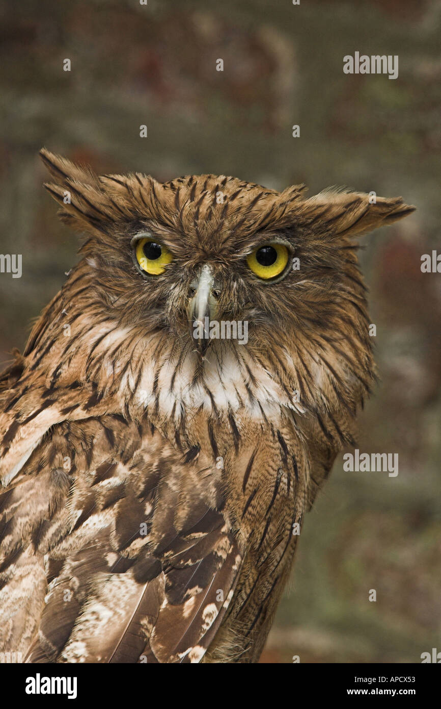 Owl capture fish hi-res stock photography and images - Alamy