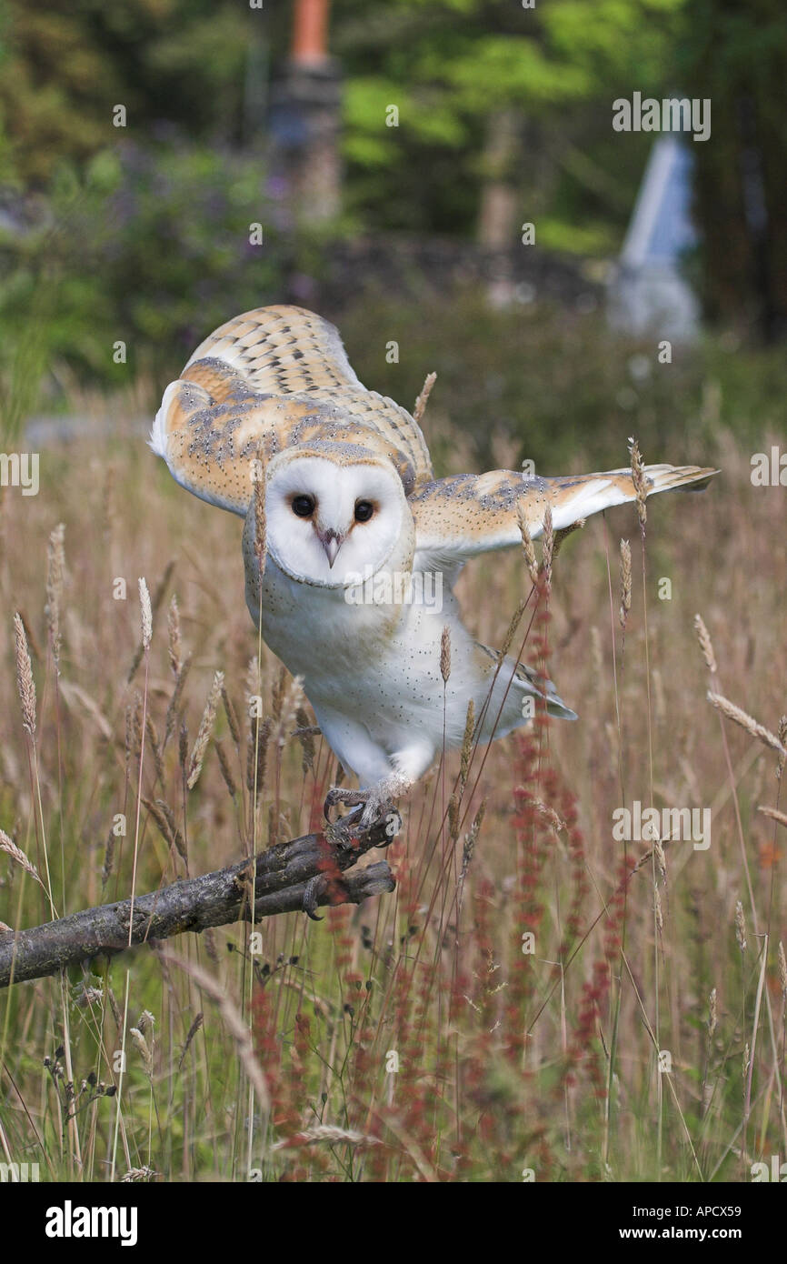 barn owl landing Stock Photo - Alamy