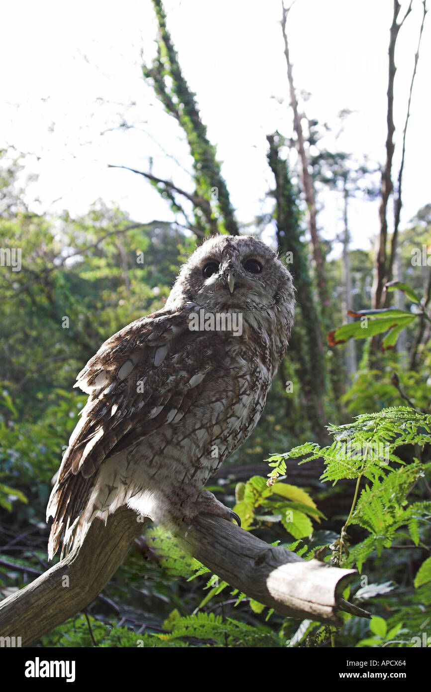 tawny owl sitting on a tree Stock Photo - Alamy