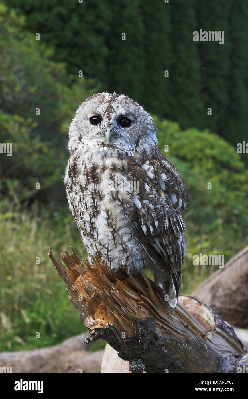 tawny owl sitting on a tree Stock Photo - Alamy