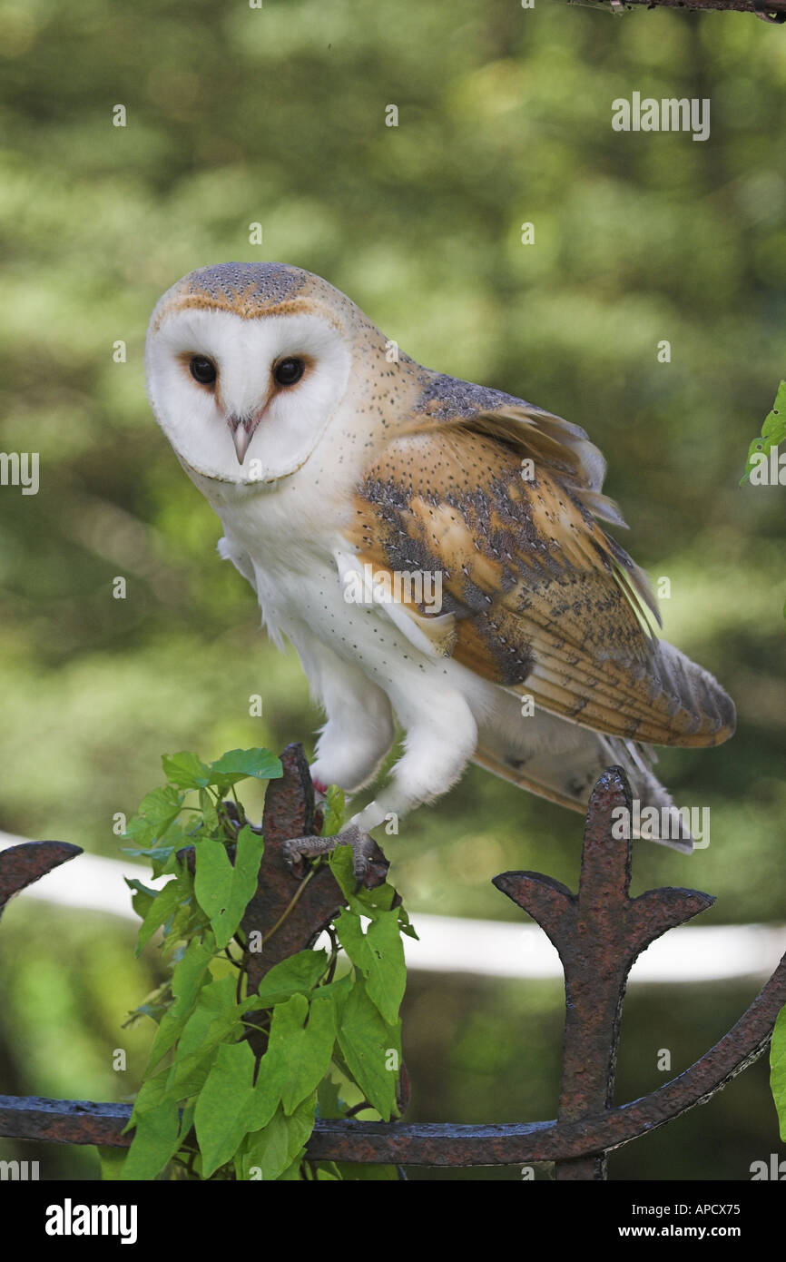 Owls on perch outside old hi-res stock photography and images - Alamy