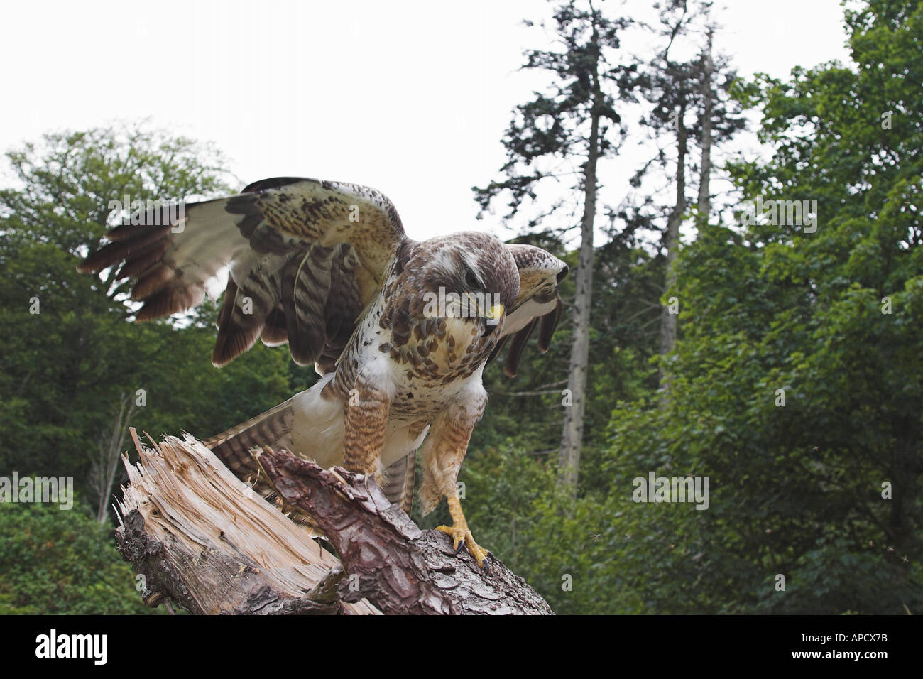 common buzzard in a wood Stock Photo - Alamy