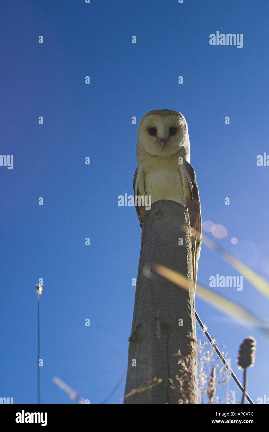 barn owl looking down into field from a post Stock Photo - Alamy