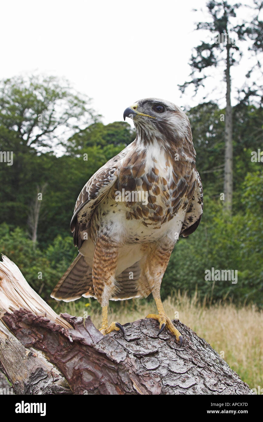 common buzzard in a wood Stock Photo - Alamy