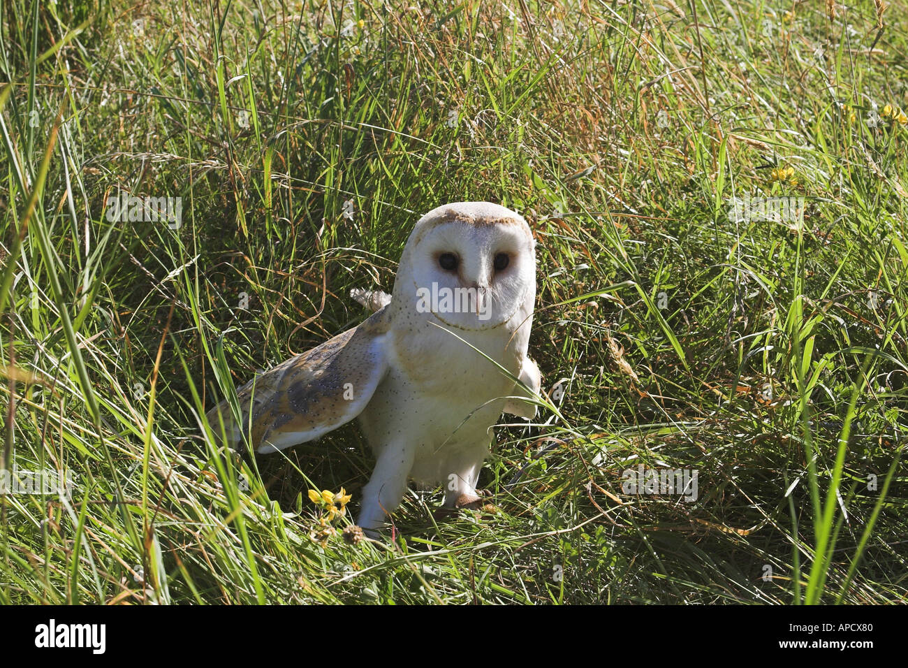barn owl sitting in the grass Stock Photo - Alamy