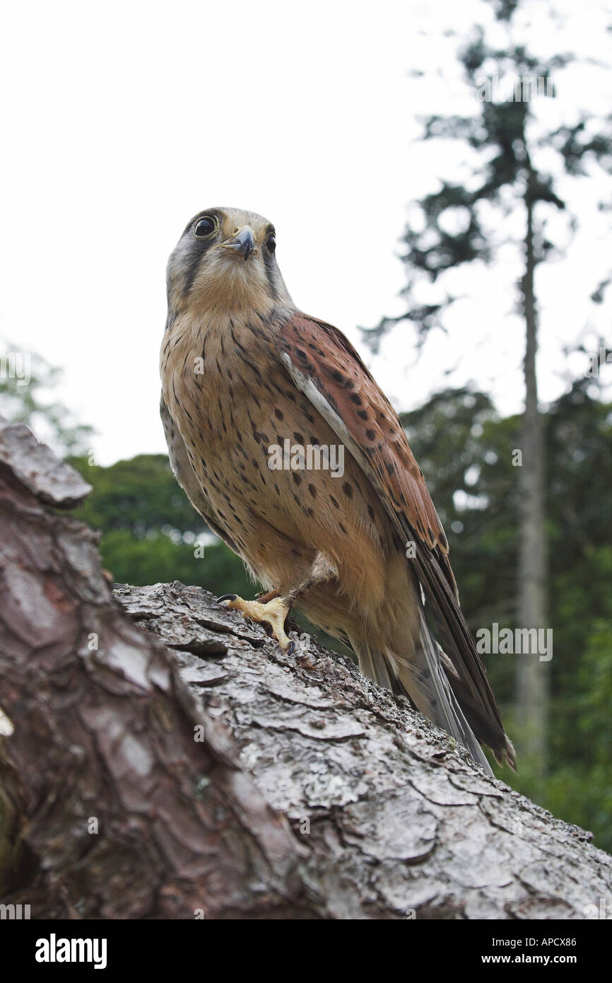 peregrine falcon on a branch Stock Photo - Alamy