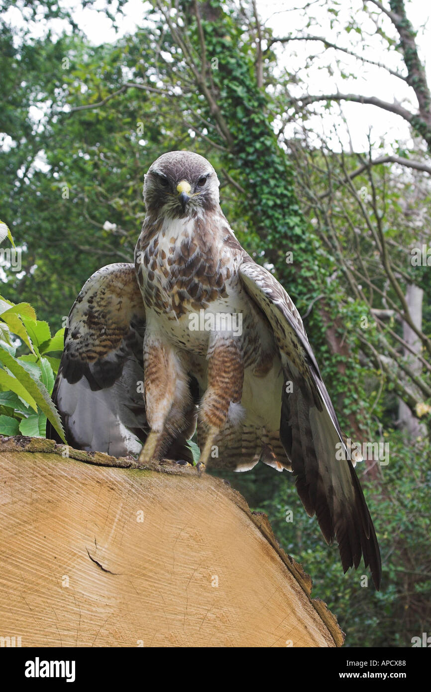 common buzzard in a wood Stock Photo - Alamy
