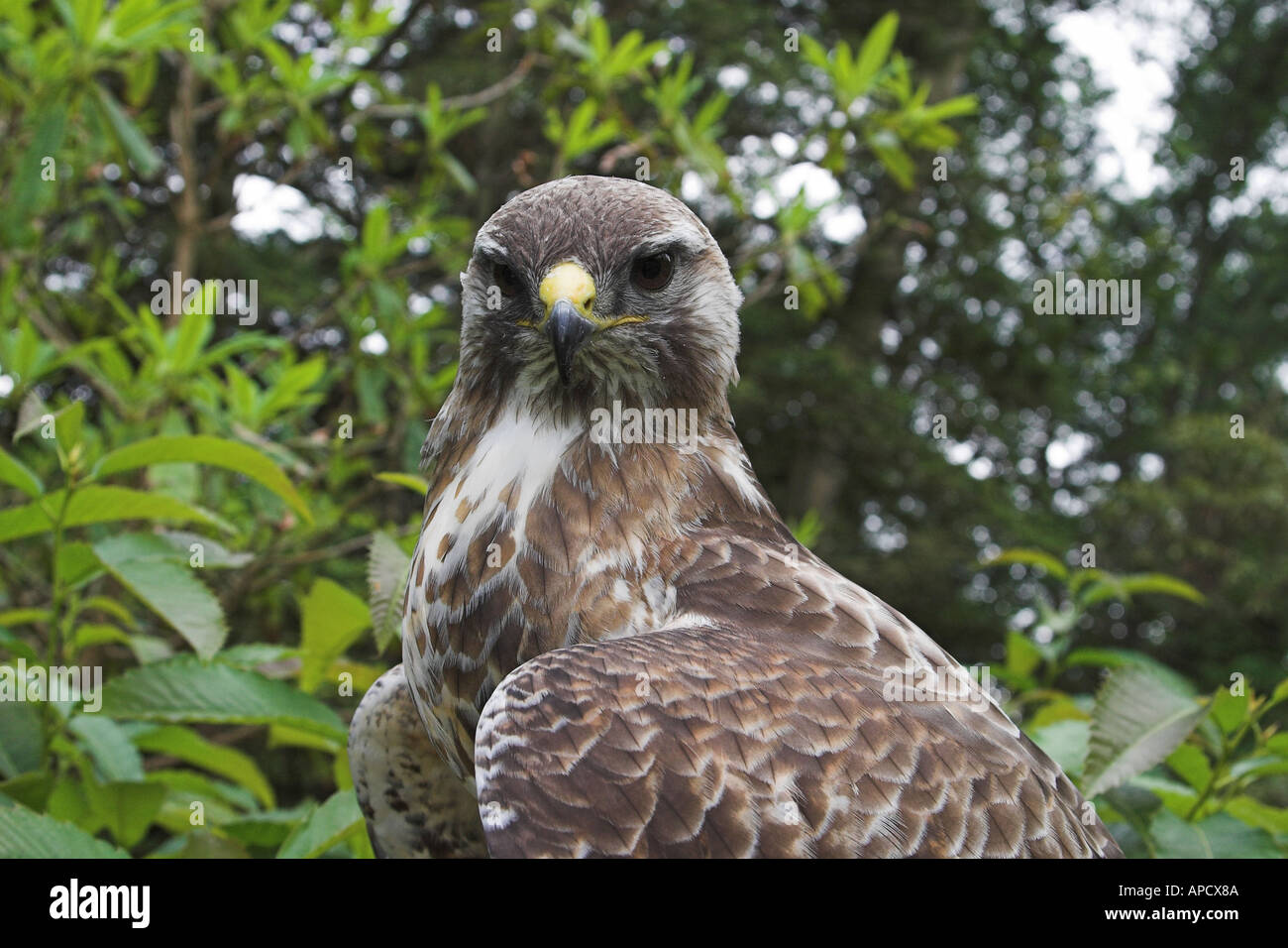 Birds with pretty markings hi-res stock photography and images - Alamy
