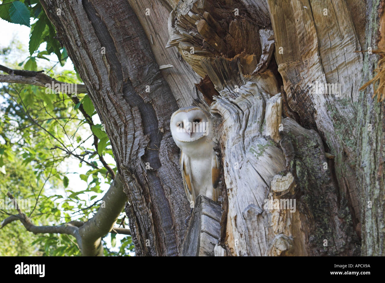 barn owl perched in an oak tree Stock Photo - Alamy