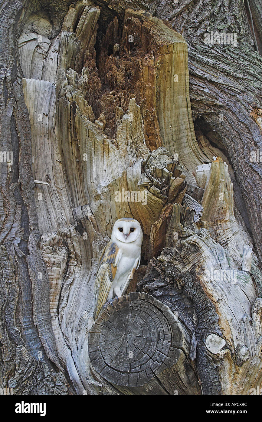 barn owl perched in an oak tree Stock Photo - Alamy