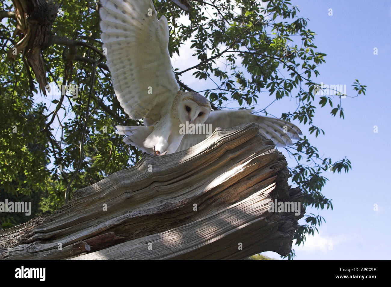 barn owl landing in an oak tree Stock Photo - Alamy
