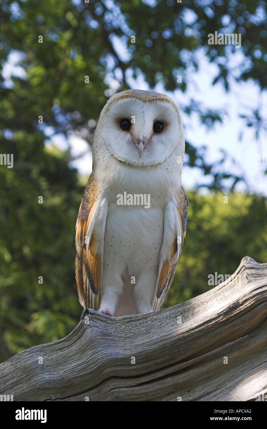 barn owl perched in an oak tree Stock Photo - Alamy