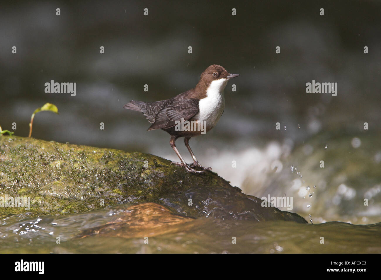 Dipper in a river in Cumbria searching for food Stock Photo - Alamy