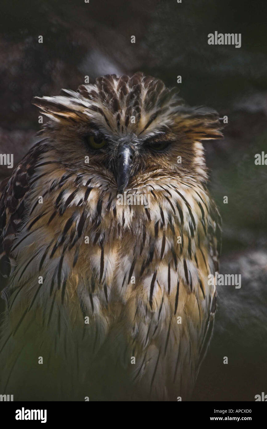 Bird owl malay fishing hi-res stock photography and images - Alamy