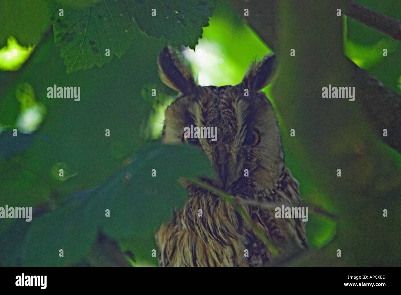 long eared owl in a tree Stock Photo - Alamy