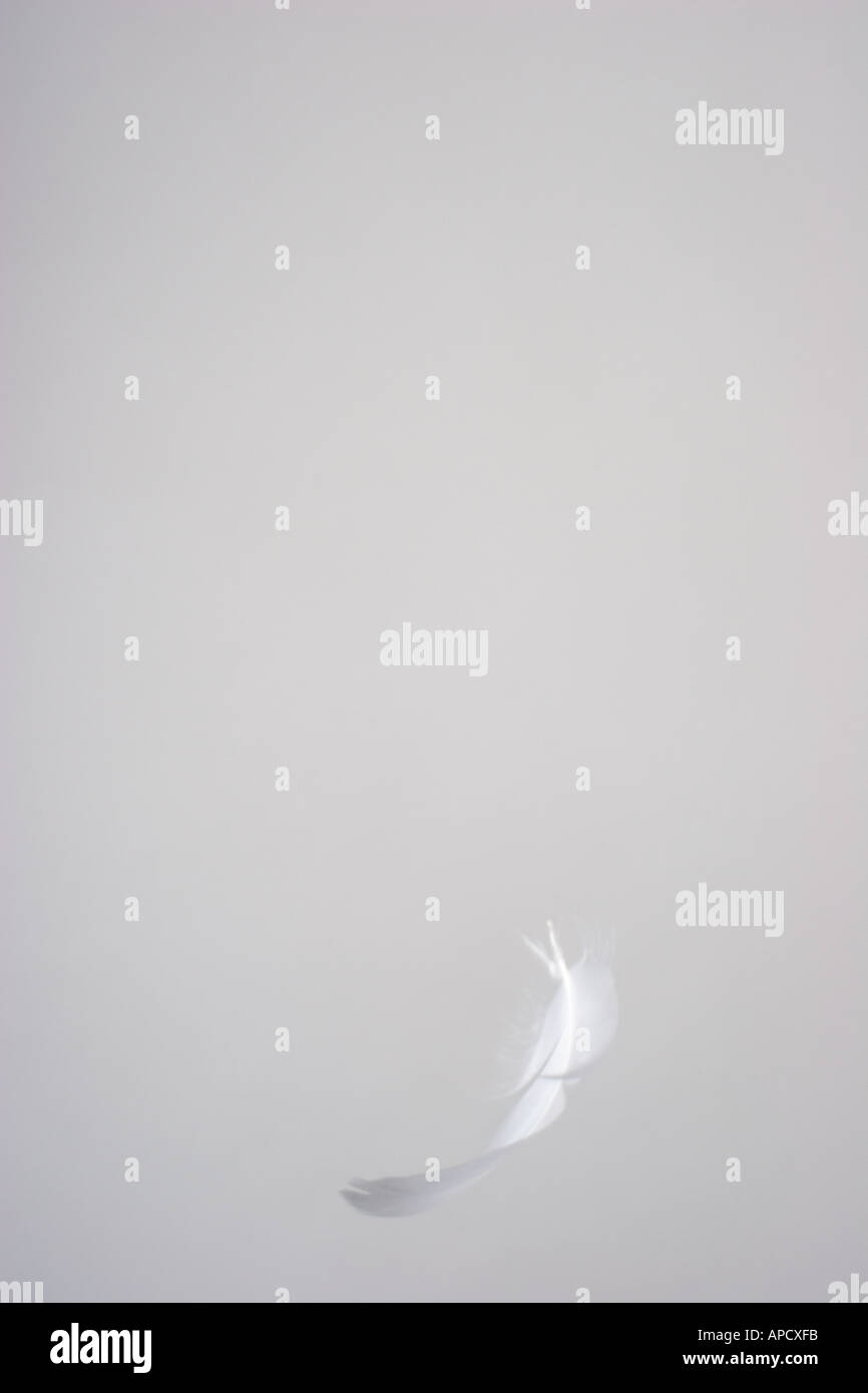 close up colour image off a small white feather falling downwards in ...
