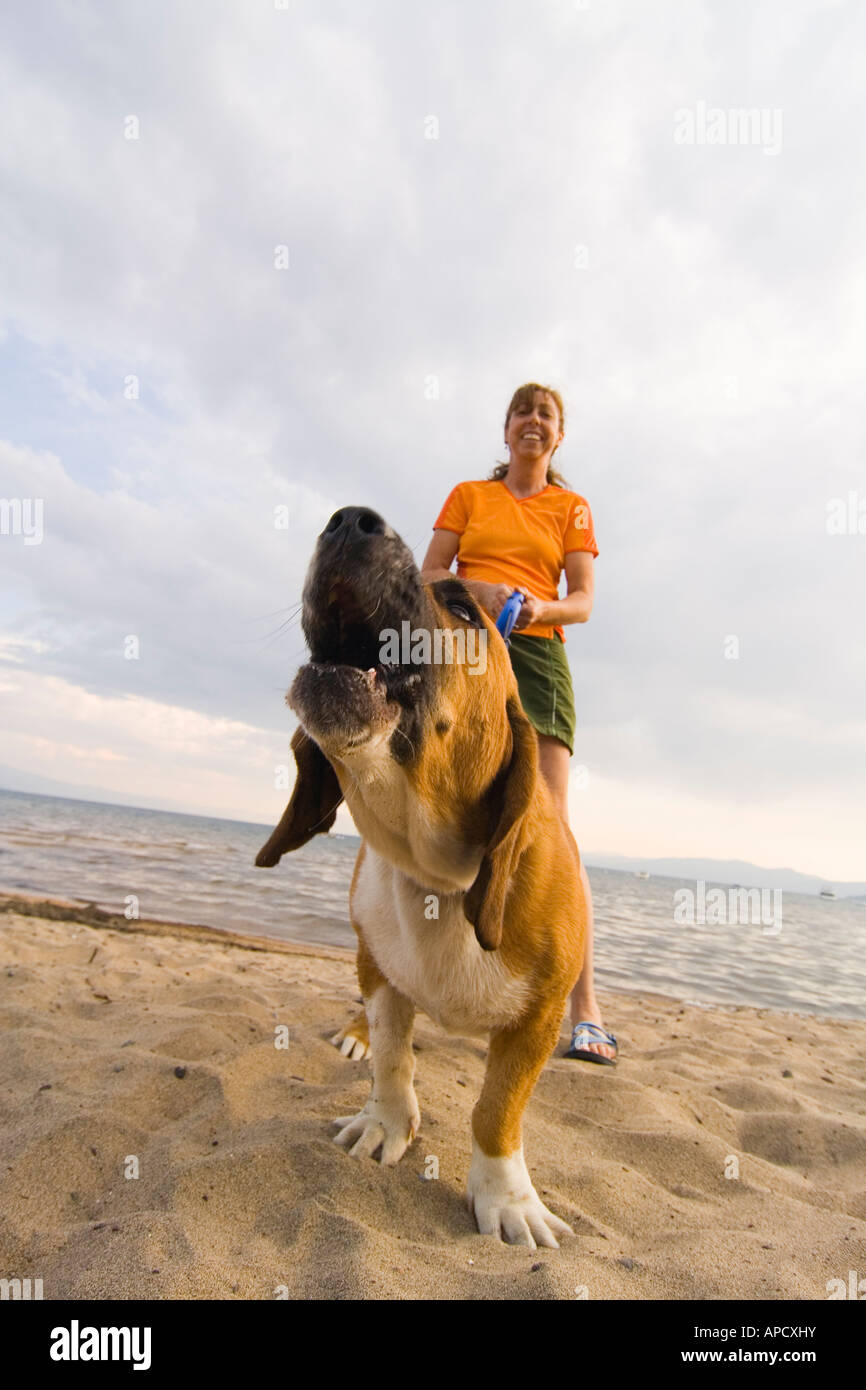A bassett hound on the beach at Lake Tahoe in California Stock Photo ...