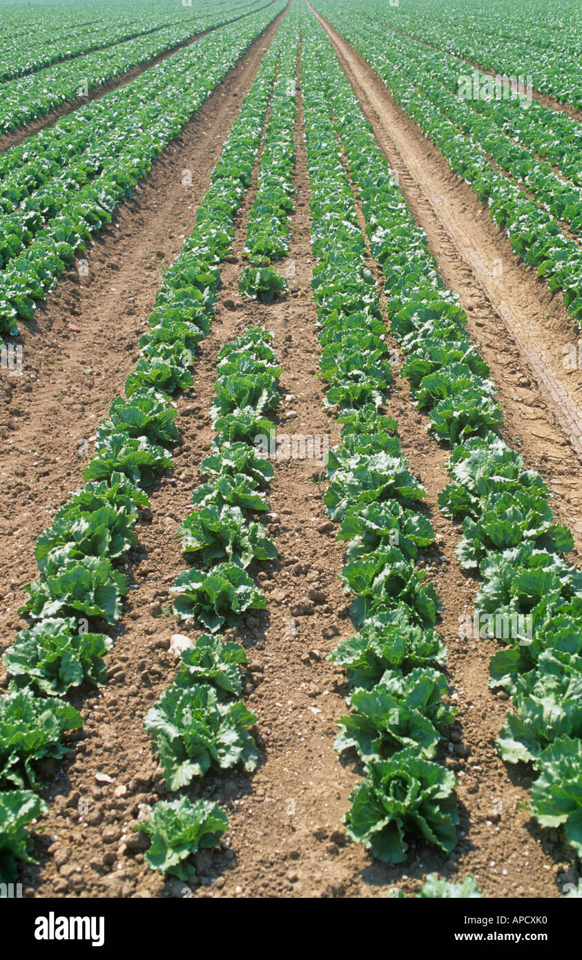 Cabbages field hi-res stock photography and images - Alamy