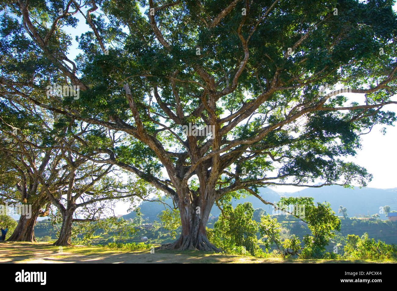 holy old huge great big trees on a platform at Bandipur Mountain Resort ...