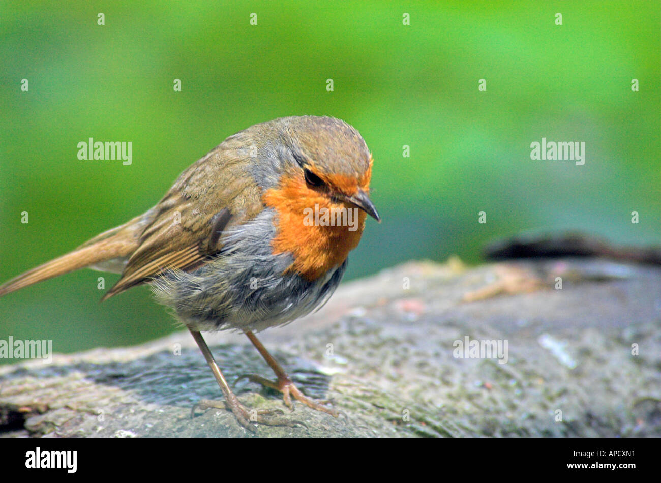 Robin Paxton House Scottish Borders Stock Photo - Alamy
