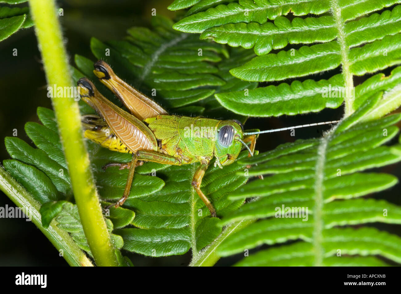 great big giant large bush-cricket bushcricket bush cricket LOCUST ...