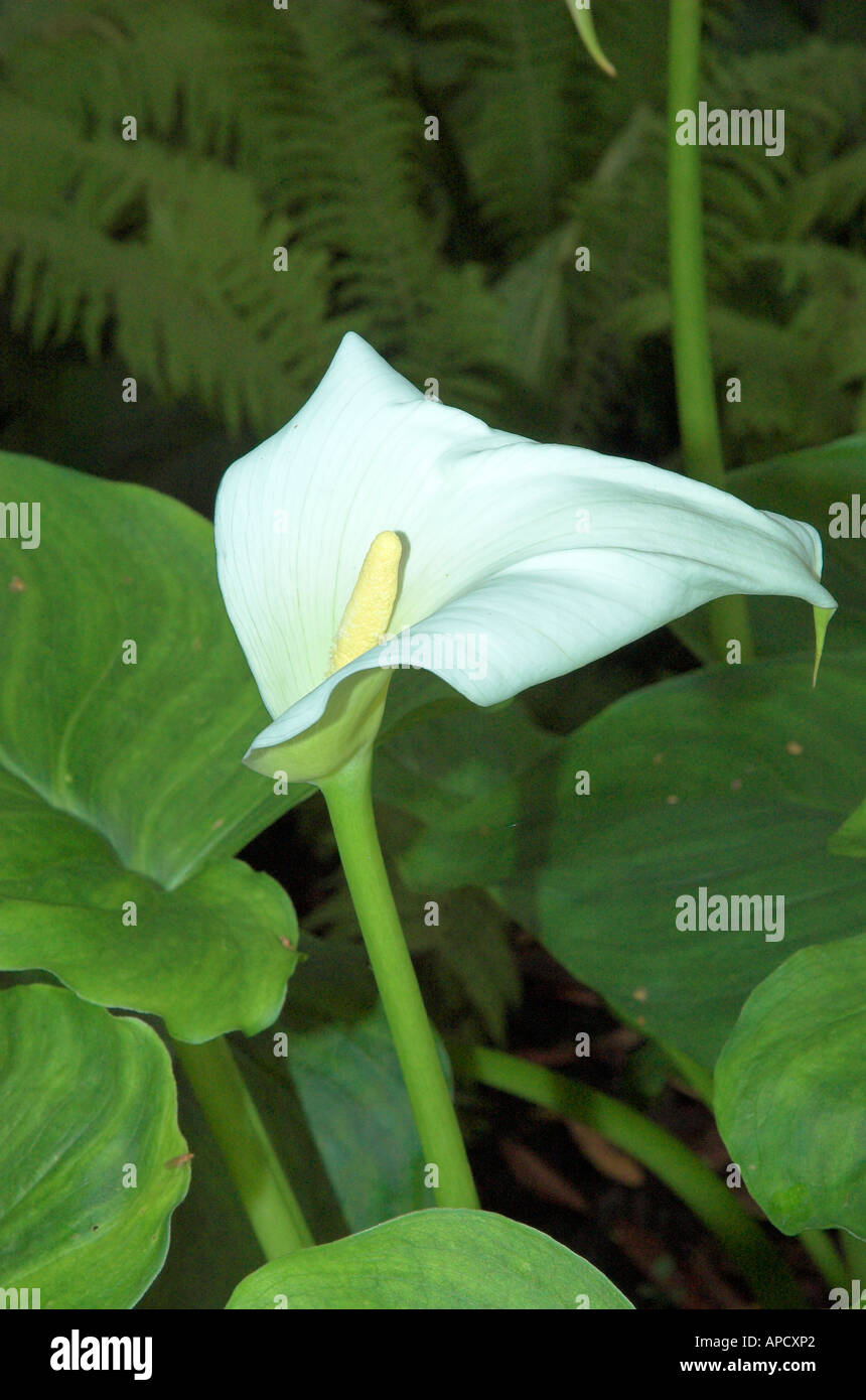 Arum lily plants hi-res stock photography and images - Alamy