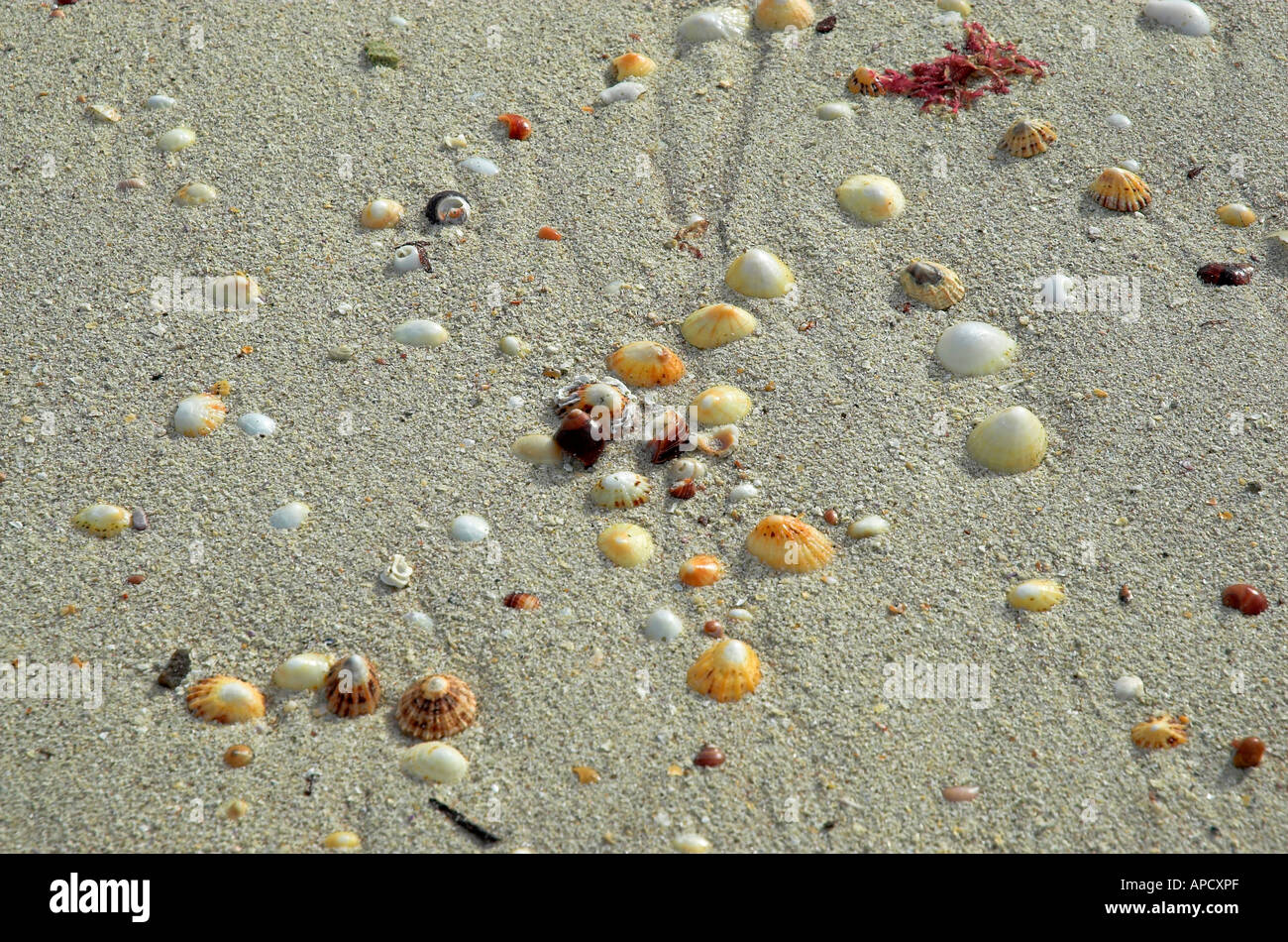 Shell formations Redpoint Beach nr Opinan Highland Ross & Cromarty ...
