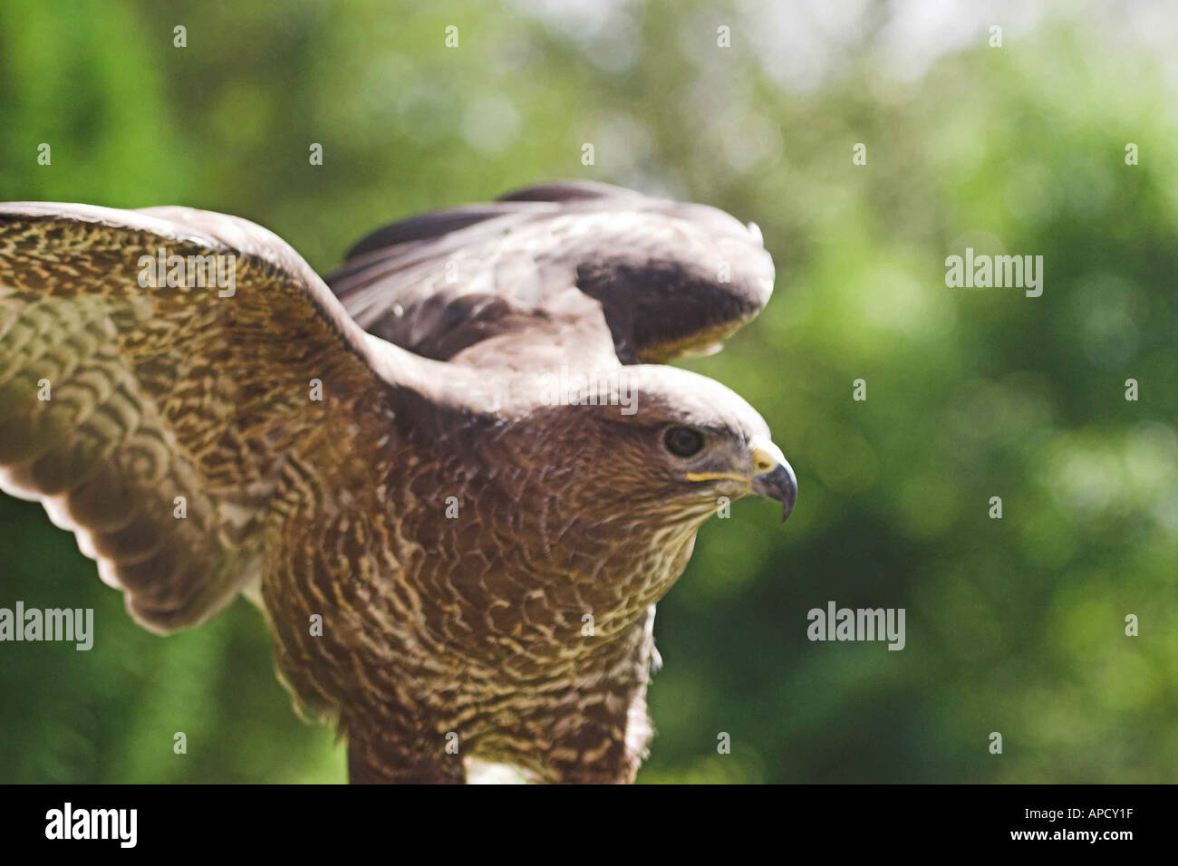 common buzzard flying Stock Photo - Alamy