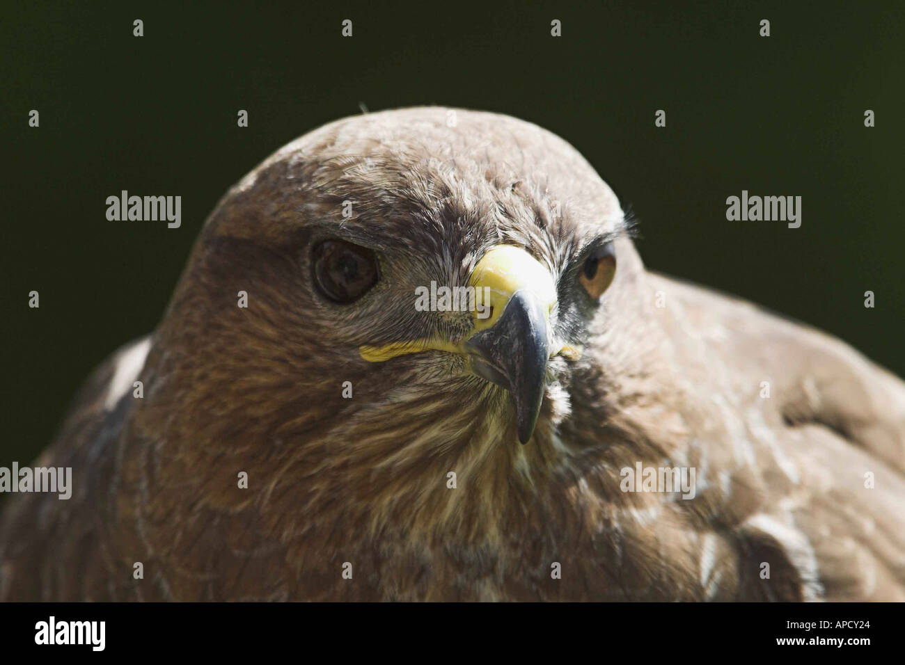 Common buzzard flying above hi-res stock photography and images - Alamy
