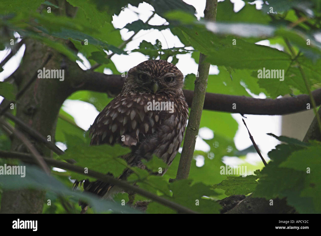 Perch in trees hi-res stock photography and images - Alamy