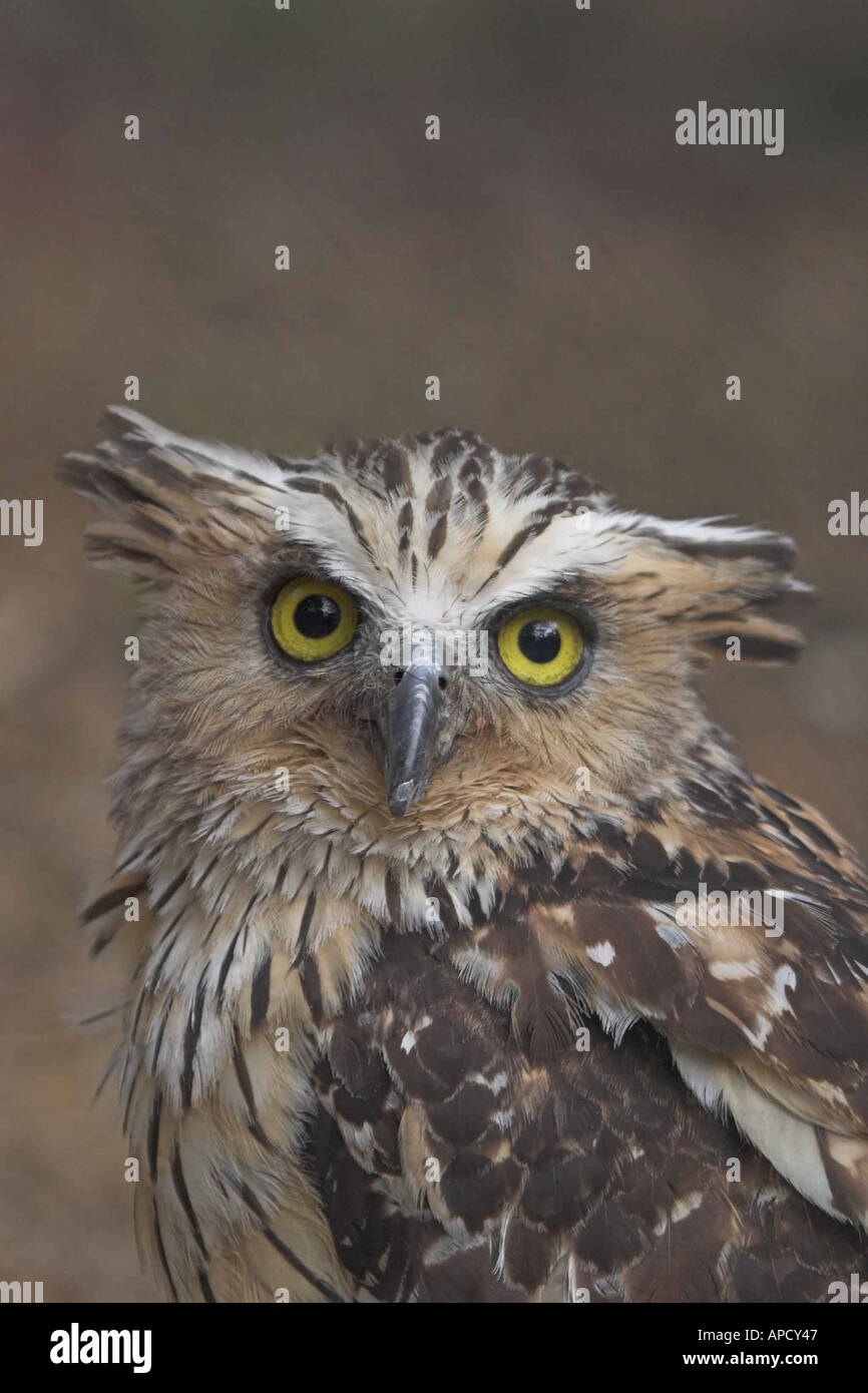 Owl capture fish hi-res stock photography and images - Alamy