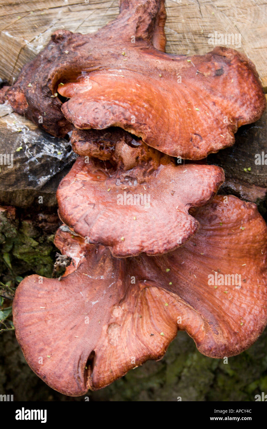 Grow from inanimate hi-res stock photography and images - Alamy