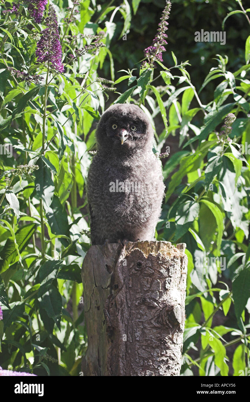 Great grey owl glare hi-res stock photography and images - Alamy