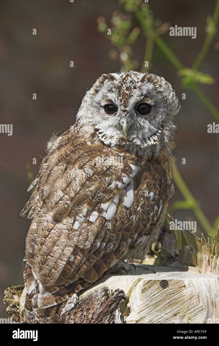 tawny owl on a trunk, uk Stock Photo - Alamy